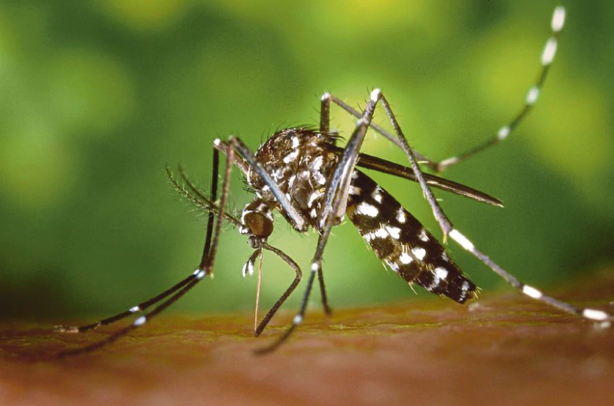 Wolbachia Bacteria the Key to Tackling Dengue Woes - May 2026 ...
