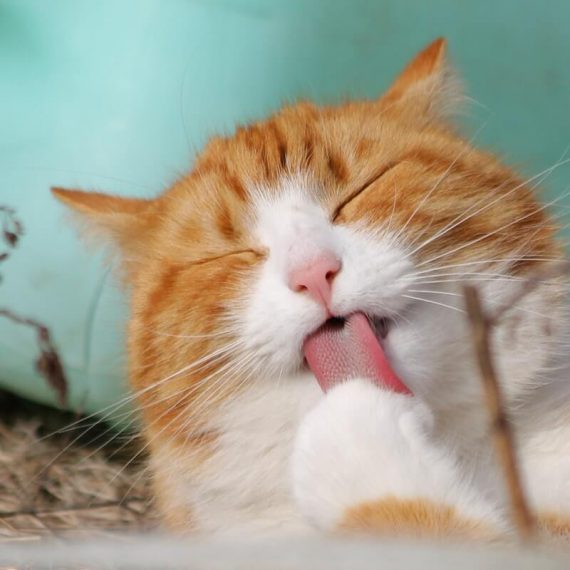 International Cat Day - 8 Reasons Why Cats Make Good Pets