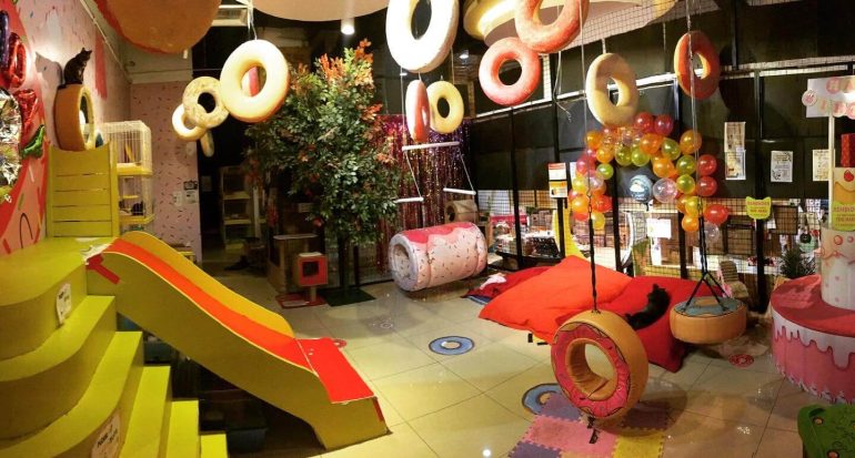 Top 6 Cat Cafes in the Klang Valley to Visit - June 2026