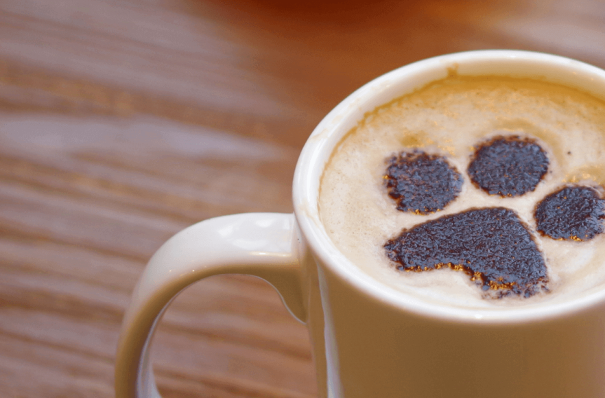 10 Best Pet Cafes to Visit in Kuala Lumpur and Selangor