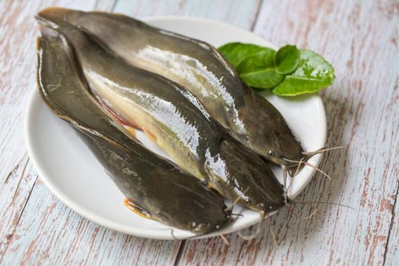 Fish Names in English and Malay: A Complete Malaysian Market Guide ...