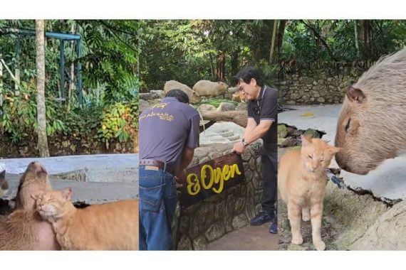 Meet Oyen: Your Kids Will Adore Zoo Negara's Star Cat | Motherhood Malaysia