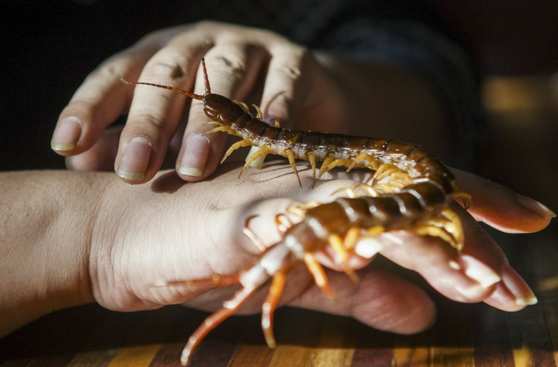 Ngeri - Ibu & Anak di China sanggup makan Lipan Mentah kononnya untuk ...