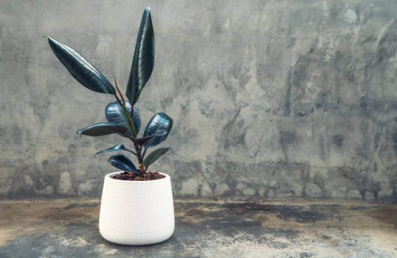 10 Jenis Pokok Hiasan Dalam Rumah (Segar, Sihat, Senang Dijaga)