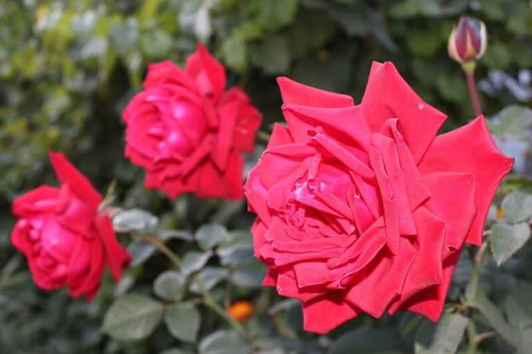 7 Tips Penjagaan Bunga Ros Untuk Penggemar Bunga (2026)