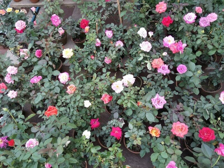 7 Tips Penjagaan Bunga Ros Untuk Penggemar Bunga (2026)