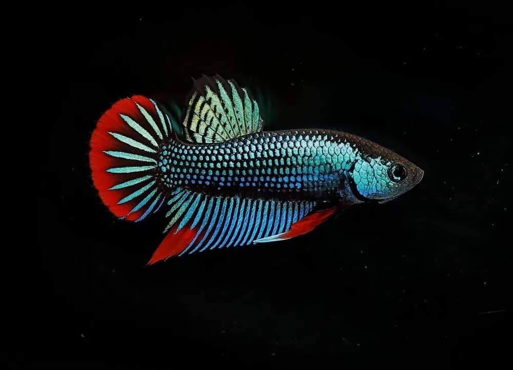 10 Ikan Laga Yang Popular Dan Tips Penjagaannya (2026)