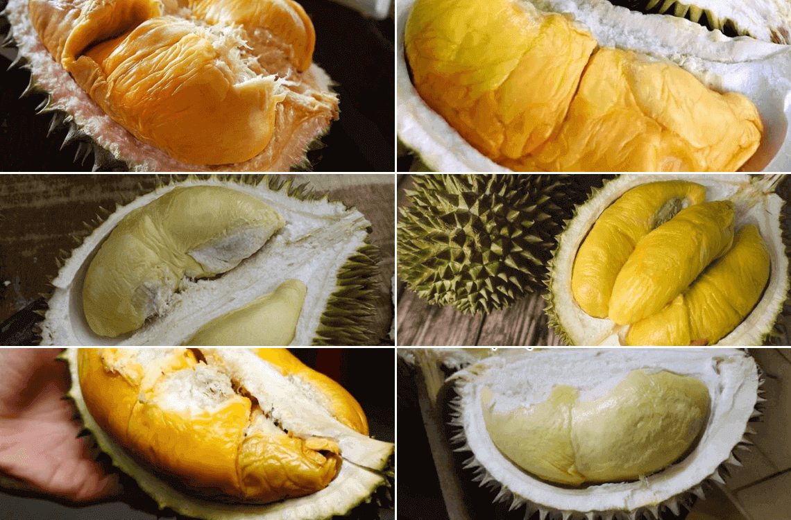 Kenali 12 Jenis Durian Yang Terbaik Ini Dan Tips Membelinya (2025)