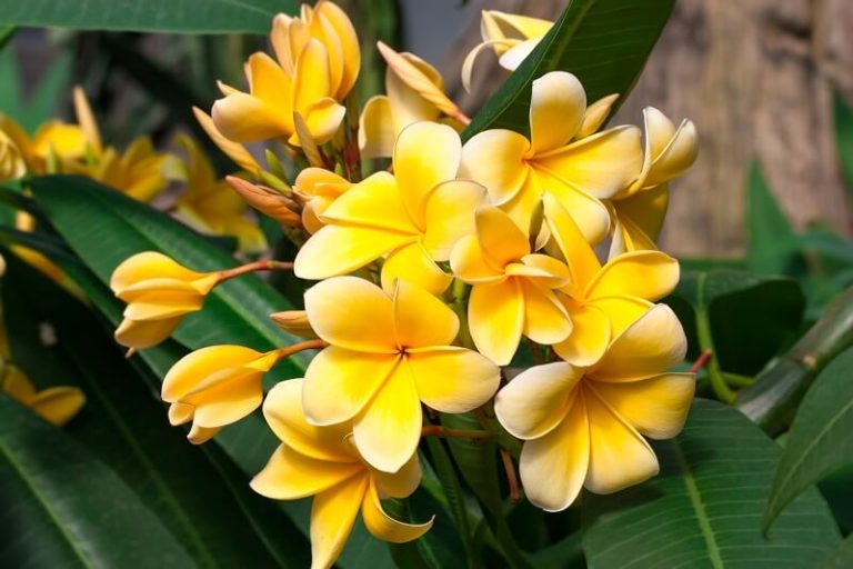 20 Jenis Pokok Hiasan Luar Rumah Yang Menaikkan Seri Rumah (2026)