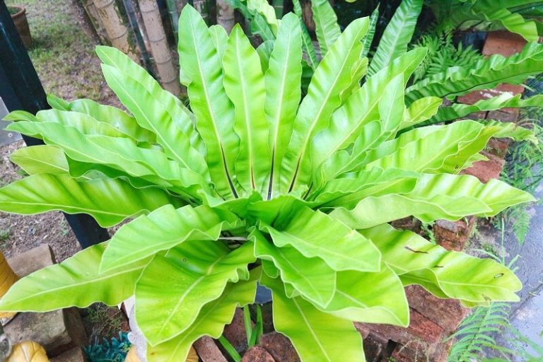 20 Jenis Pokok Hiasan Luar Rumah Yang Menaikkan Seri Rumah (2026)