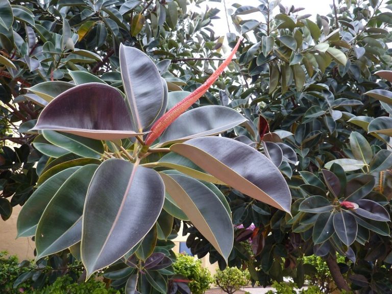 20 Jenis Pokok Hiasan Luar Rumah Yang Menaikkan Seri Rumah (2025)