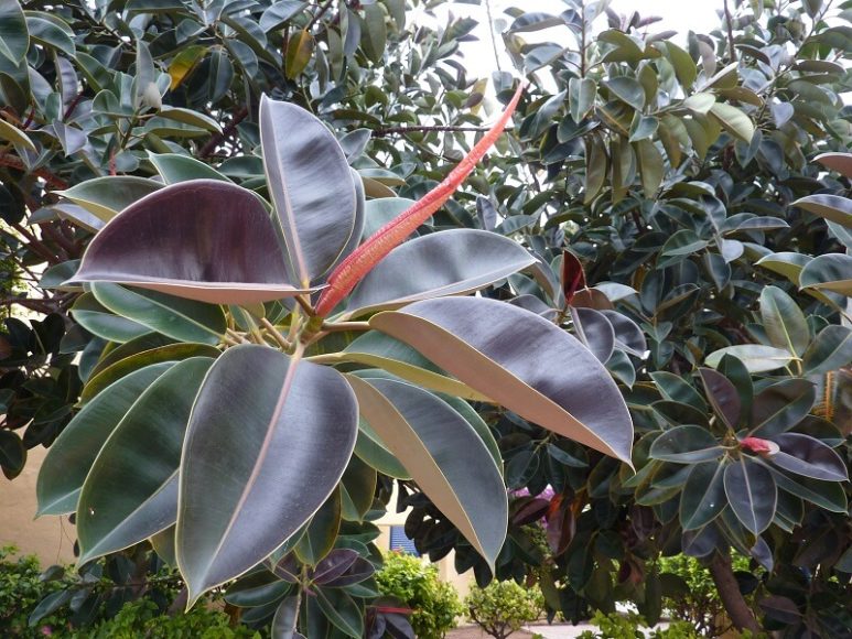 20 Jenis Pokok Hiasan Luar Rumah Yang Menaikkan Seri Rumah (2025)