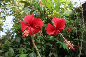 20 Jenis Pokok Hiasan Luar Rumah Yang Menaikkan Seri Rumah (2026)