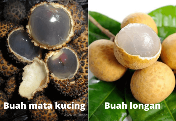 Buah Mata Kucing VS Longan: Selama Ni Ramai Salah Rupanya (2026)