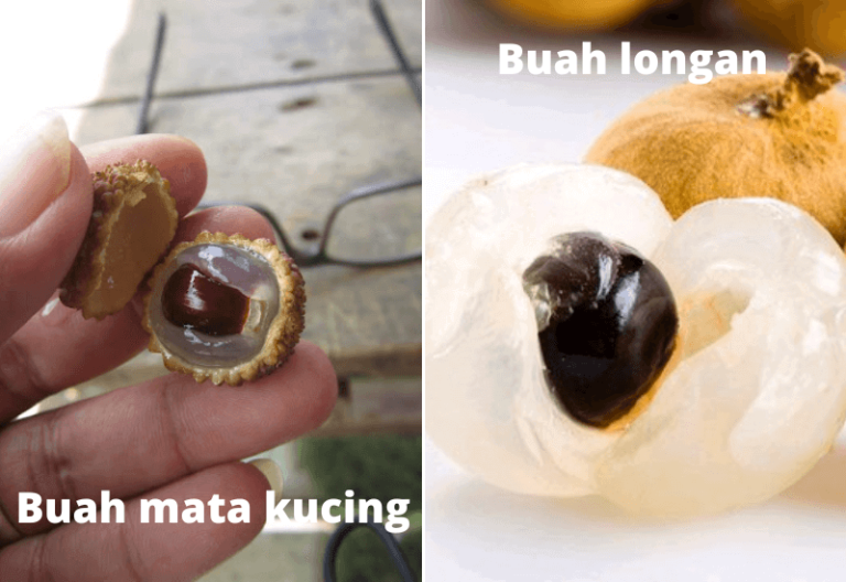 Buah Mata Kucing VS Longan: Selama Ni Ramai Salah Rupanya (2026)