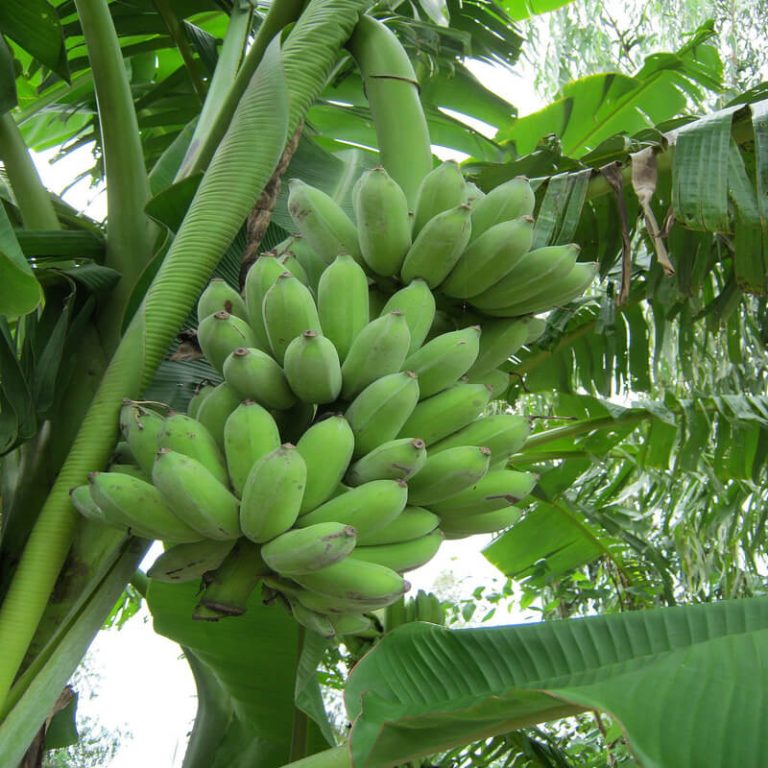 Kenali 11 Jenis Pisang Yang Ada di Malaysia & Keunikannya! (2026)