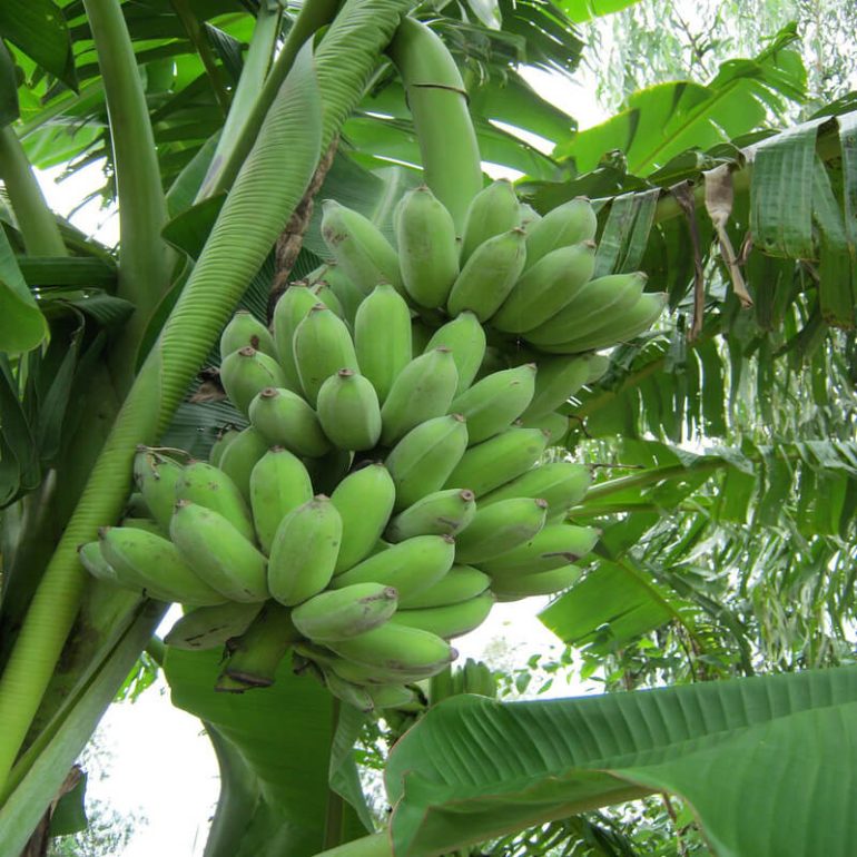 Kenali 11 Jenis Pisang Yang Ada di Malaysia & Keunikannya! (2026)