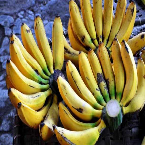 Kenali 11 Jenis Pisang Yang Ada di Malaysia & Keunikannya! (2026)