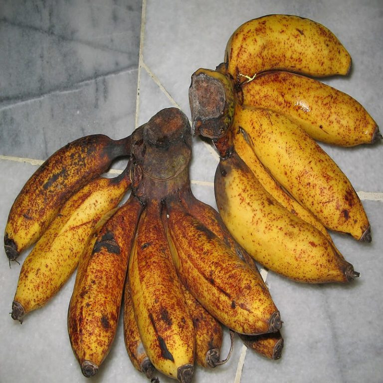 Kenali 11 Jenis Pisang Yang Ada di Malaysia & Keunikannya! (2026)