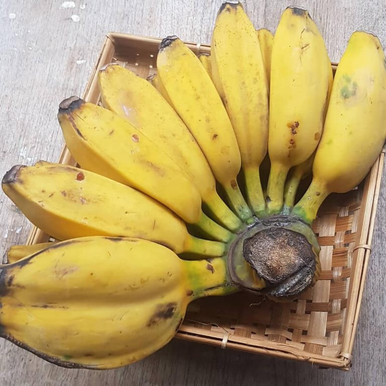 Kenali 11 Jenis Pisang Yang Ada di Malaysia & Keunikannya! (2026)