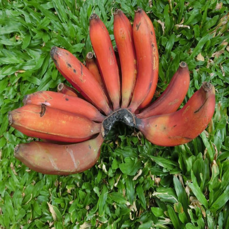 Kenali 11 Jenis Pisang Yang Ada di Malaysia & Keunikannya! (2026)