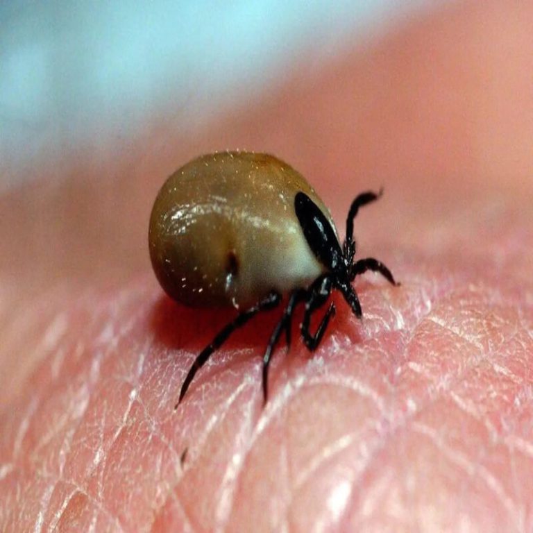 Kutu Babi - Parasit Kecil Yang Boleh Undang Komplikasi (2025)