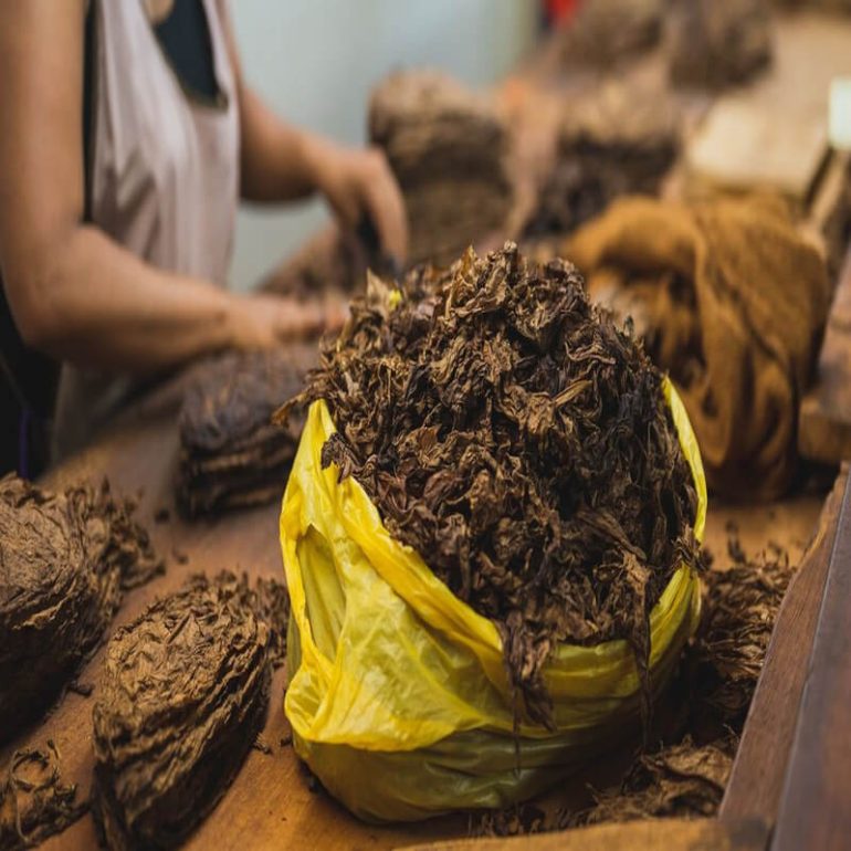 Kutu Babi - Parasit Kecil Yang Boleh Undang Komplikasi (2025)