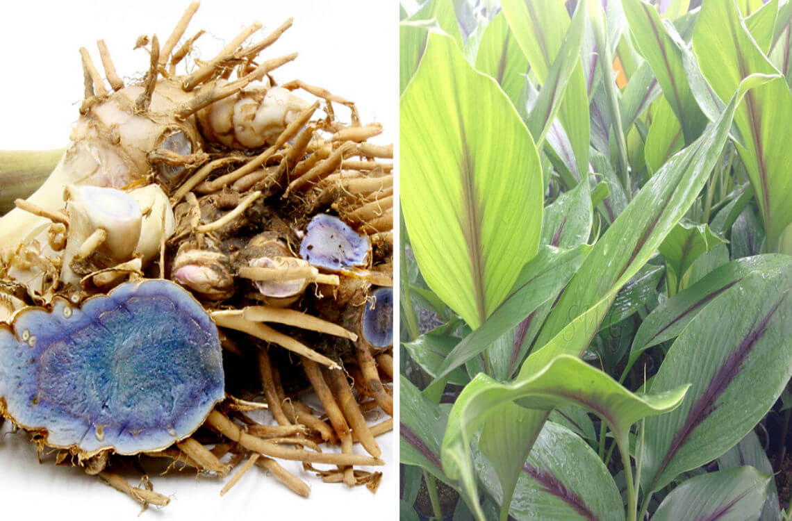 12 Khasiat Kunyit Hitam Untuk Kesihatan Dalaman & Luaran Tubuh (2025)