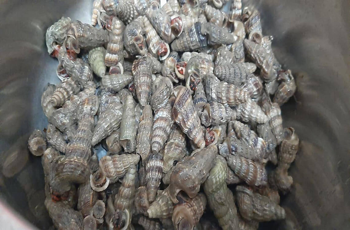 Cara Bersihkan Siput Sedut Paling Tepat - Elak Bau Hanyir, Lumpur (2025)