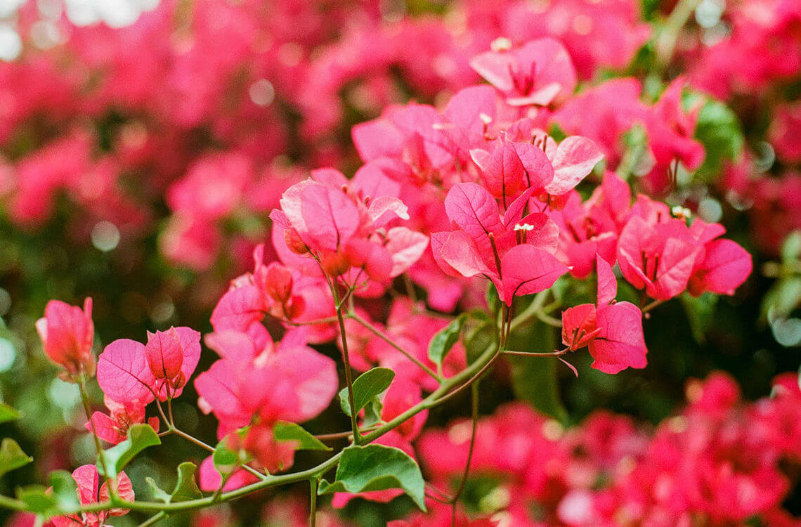 Bunga Kertas - Tips & Cara Penjagaannya Untuk Mommy (2026)