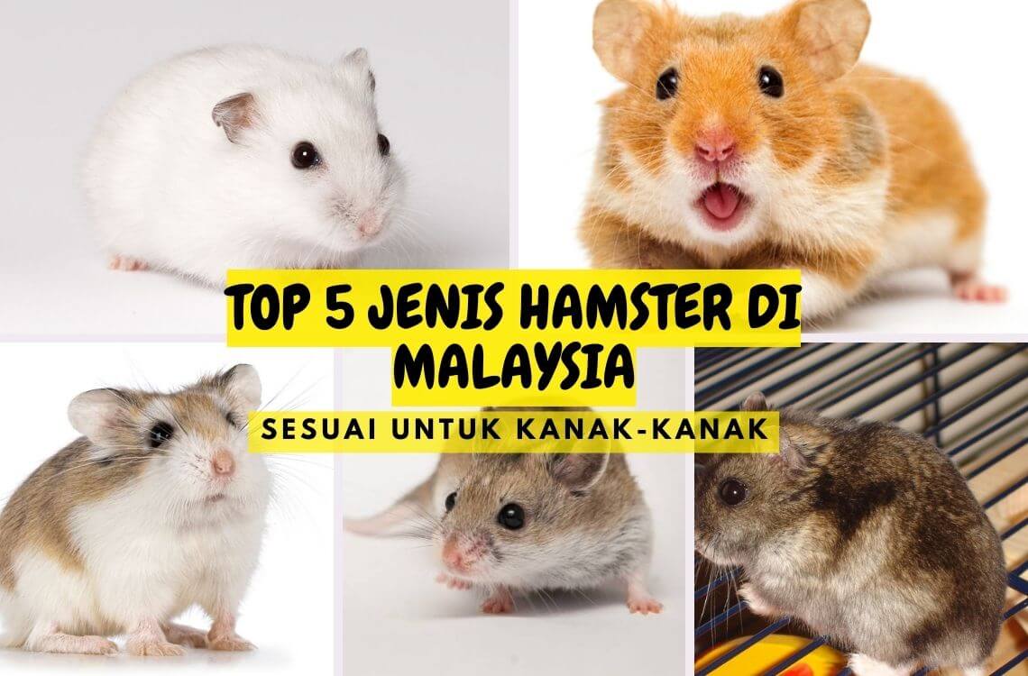 Comelnya! 5 Jenis Hamster yang Sesuai untuk Dipelihara Anak (2025)