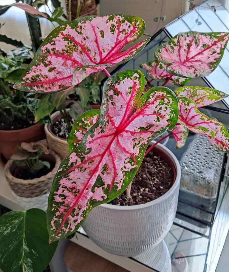 Kenali 20 Jenis Pokok Keladi Paling Unik & Popular | Motherhood Malaysia