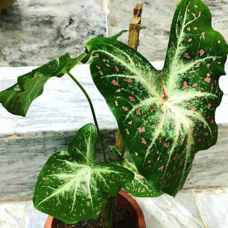 Kenali 20 Jenis Pokok Keladi Paling Unik & Popular | Motherhood Malaysia