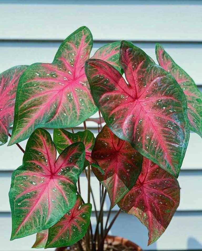 Kenali 20 Jenis Pokok Keladi Paling Unik & Popular | Motherhood Malaysia