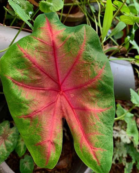 Kenali 20 Jenis Pokok Keladi Paling Unik & Popular | Motherhood Malaysia