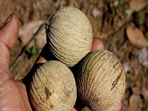 Khasiat Buah Kulim Dengan 11 Kebaikan Utama | Motherhood Malaysia