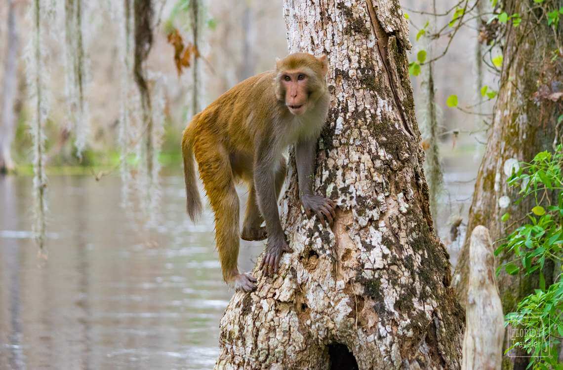 7 Cara Halau Monyet Daripada Mengganggu Kebun Paling Berkesan